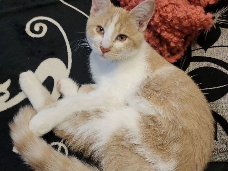 Котенок мальчик в дар