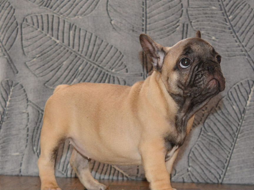 Французский бульдог