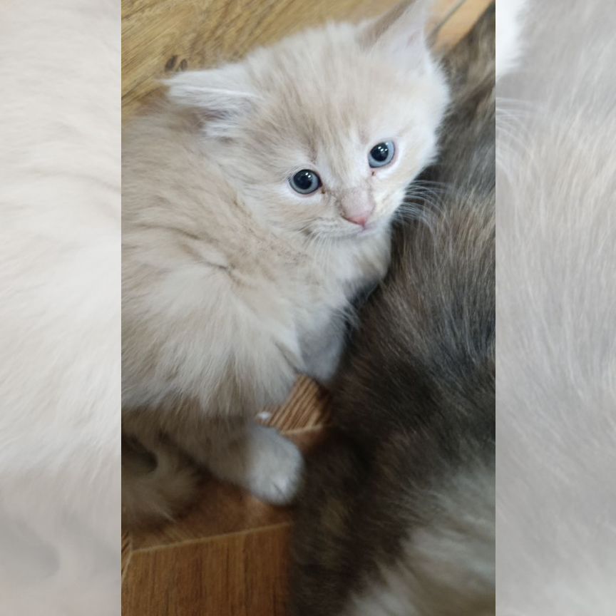 Мейн-кун котёнок