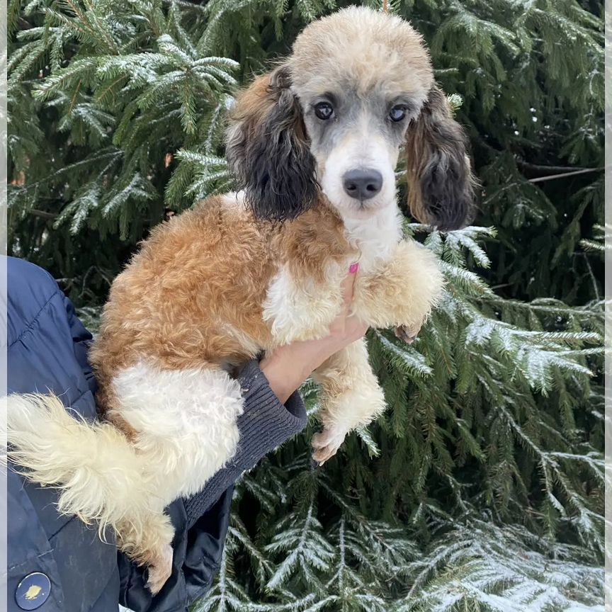 Карликовый пудель, щенок