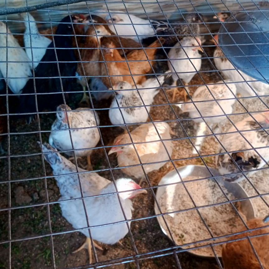 Цыплята и индюки