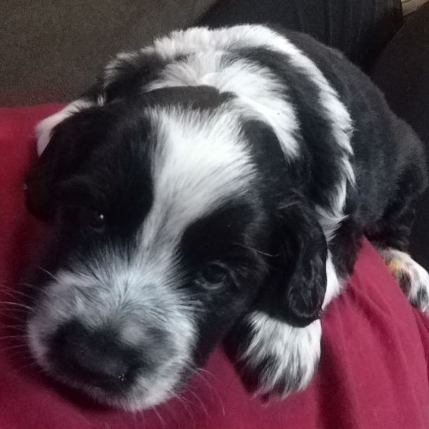 Русский охотничий спаниель, щенок