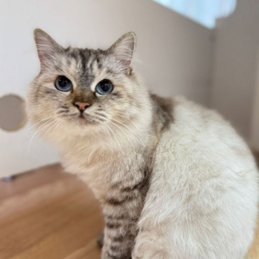 Кошка в добрые руки