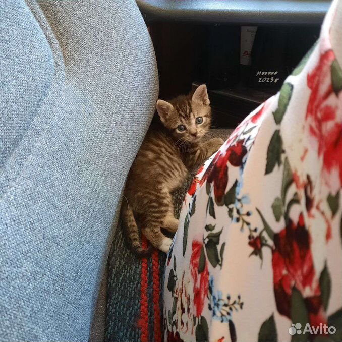 Кот Василий