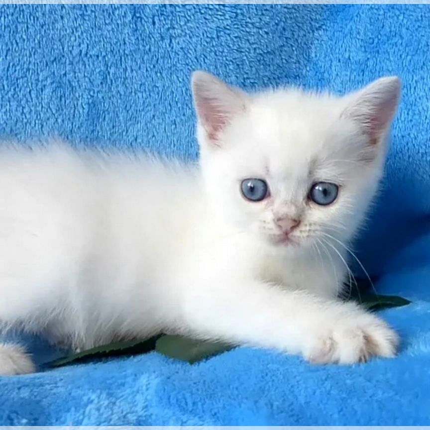 Белоснежные малыши