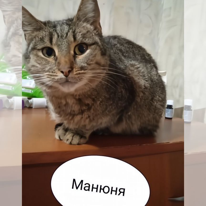 Взрослая, кошка в добрые руки