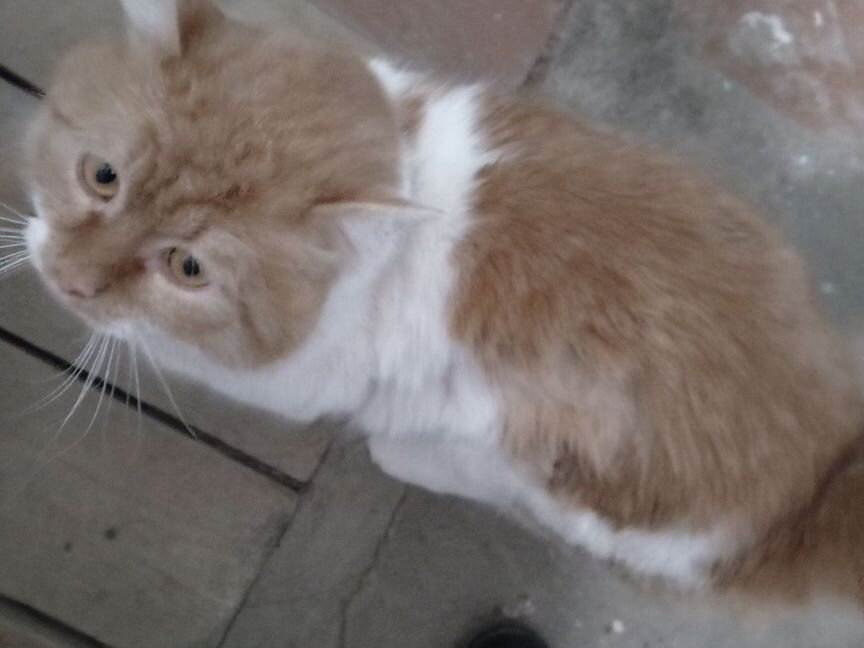 Котик с грустными глазами