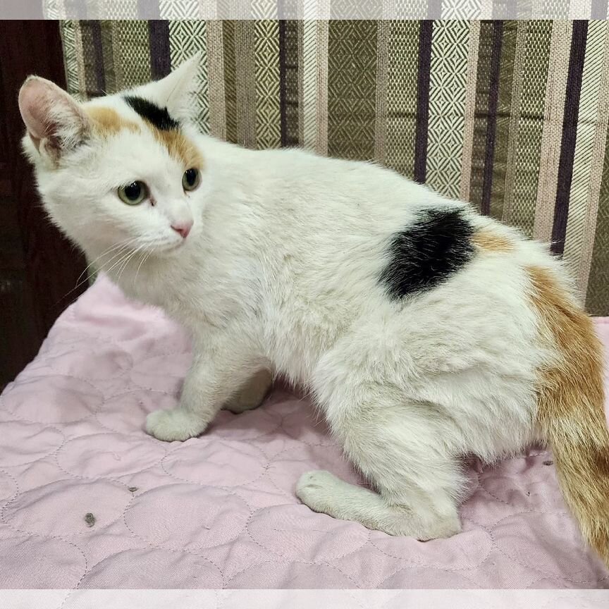 Взрослая кошка в добрые руки