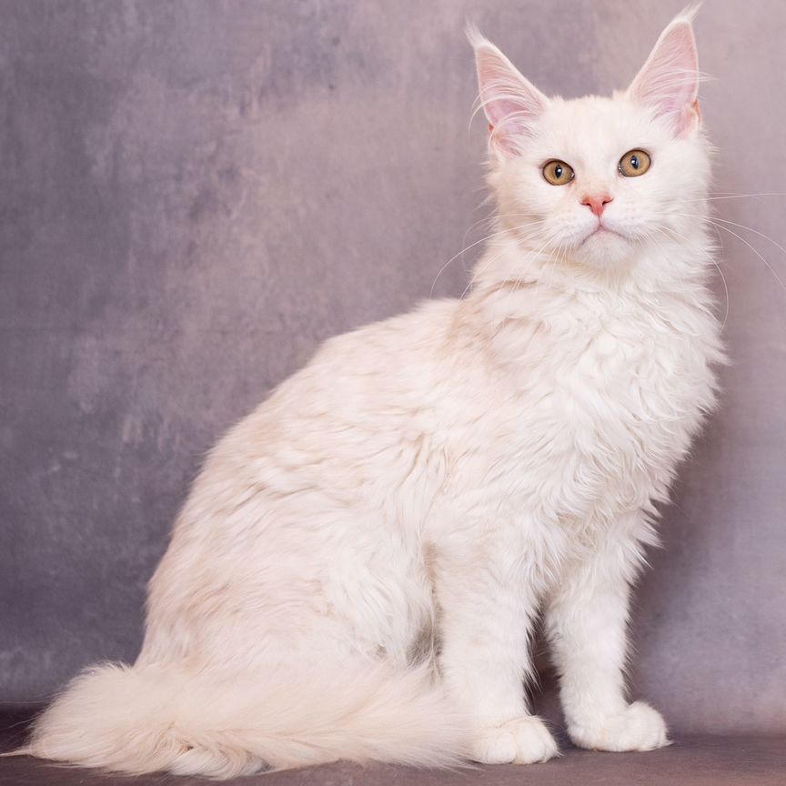 Девочка Мейн-Кун, нежный дым