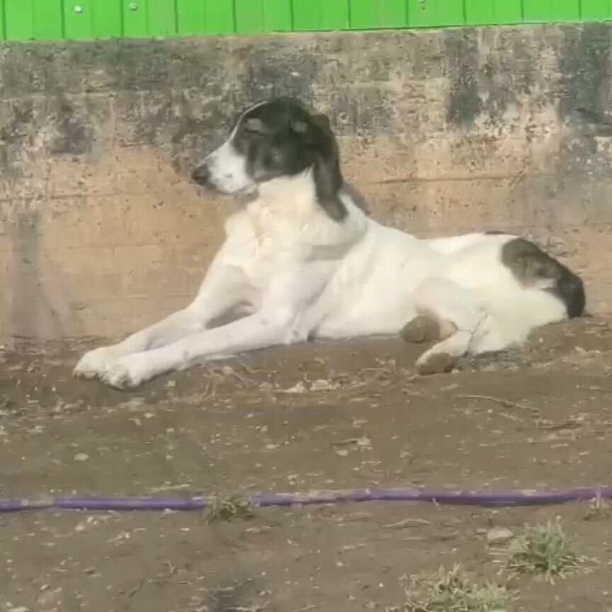 Помесь борзой в добрые руки отдам бесплатно