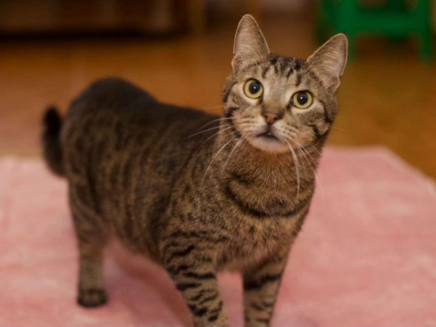 Кот - отказник ни в чем не виноват