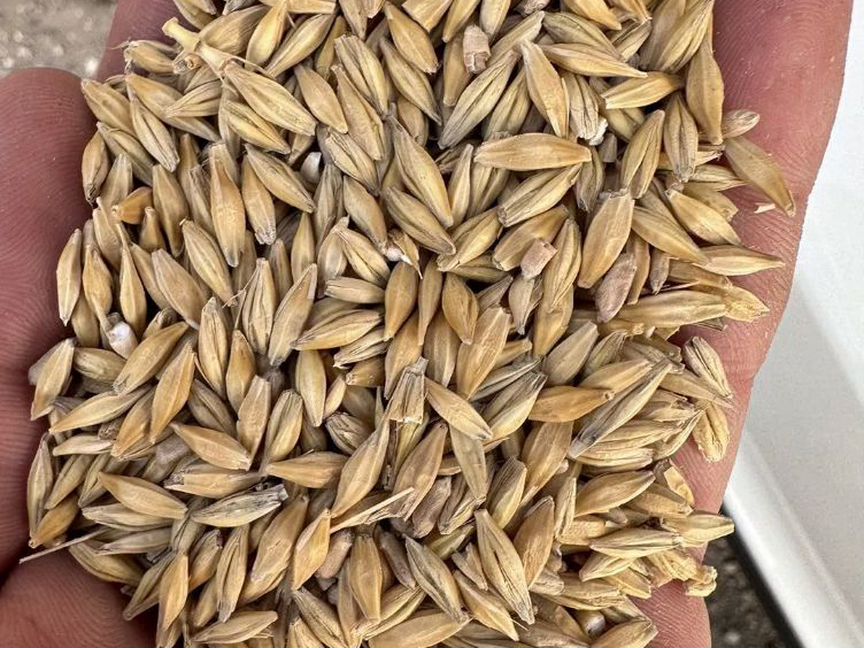 Фуражный овёс