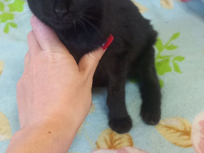 Кошка