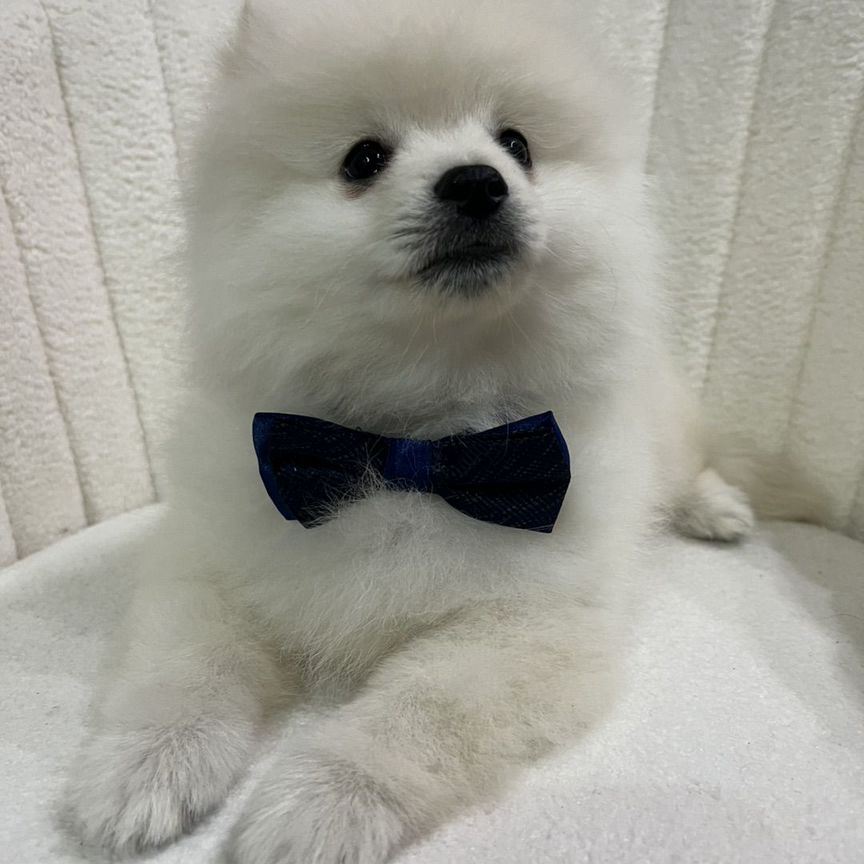 Померанский шпиц