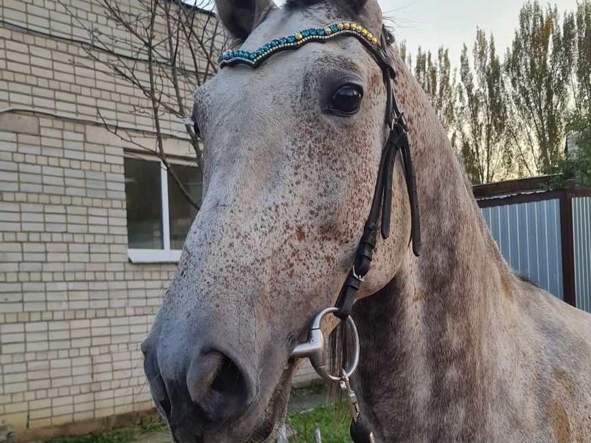 Налобник