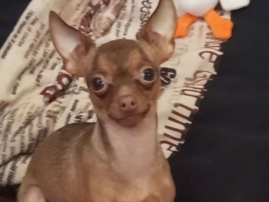 Русский той-терьер мини