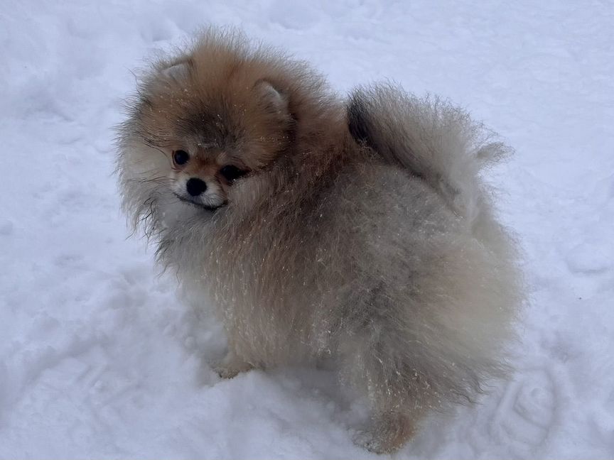 Померанской щпиц