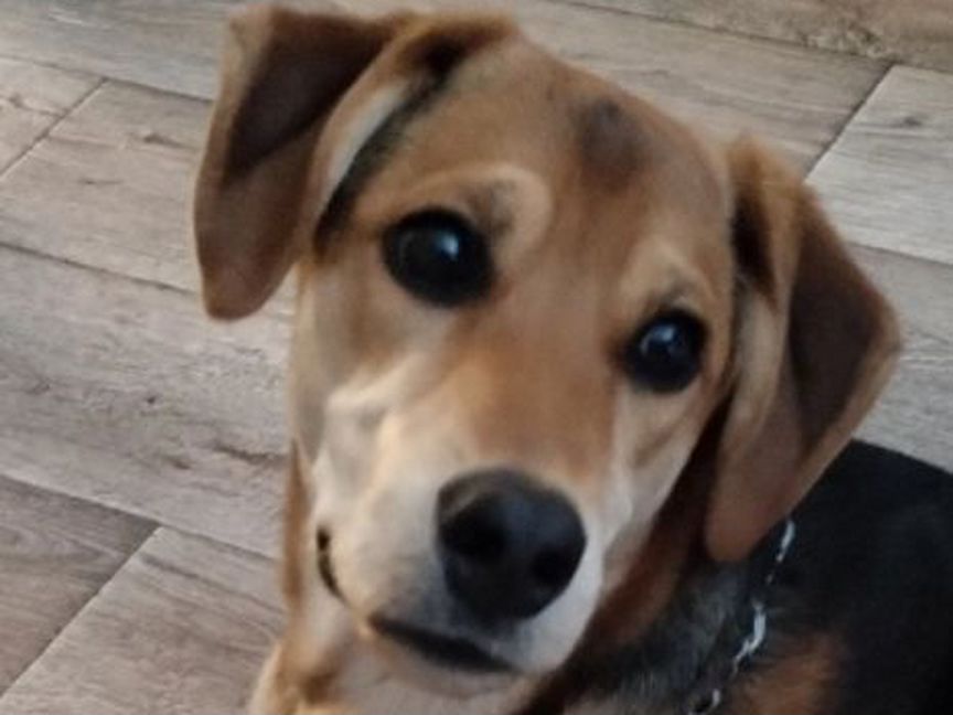 Малыш Барни