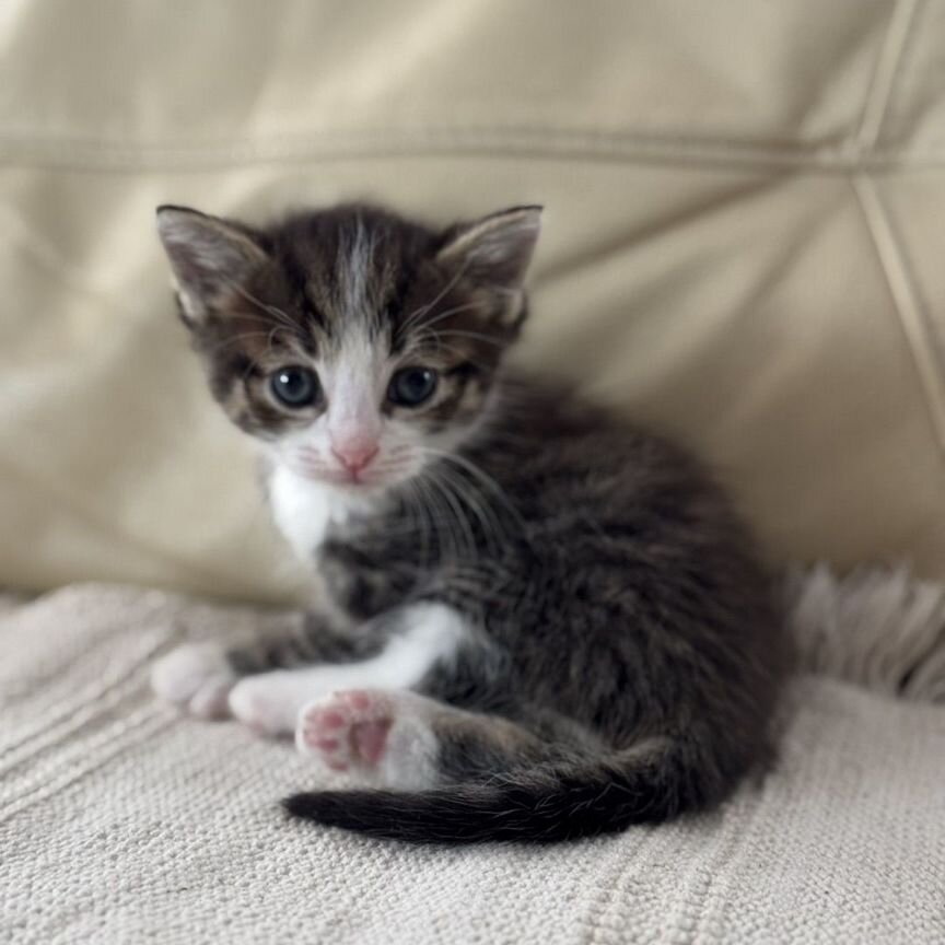 Котенок