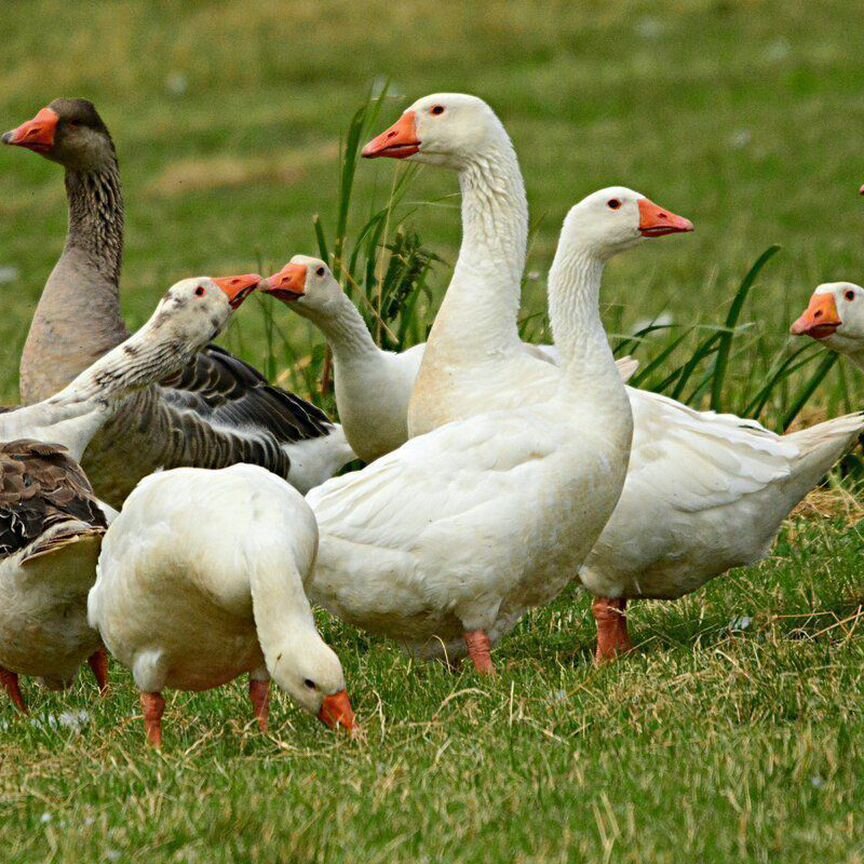 Гуси, утки