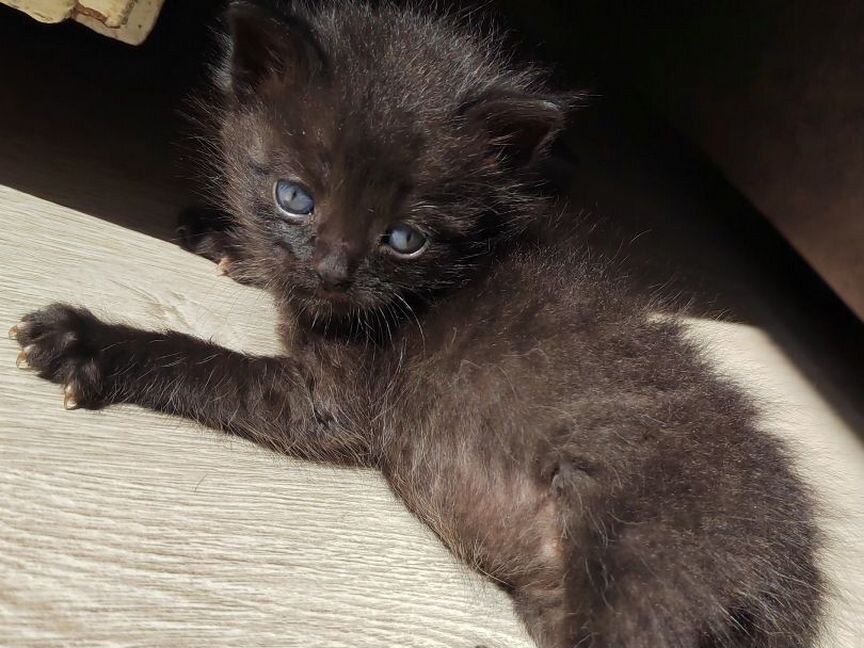 Кошка