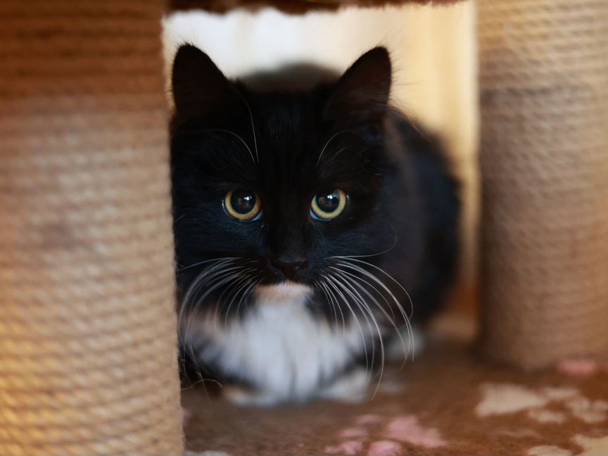 Котёнок Чуча