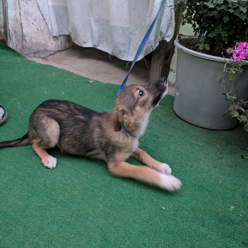 Щенок девочка в добрые руки