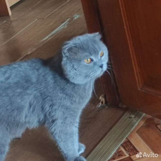 Кот Басик британец бесплатно в добрые
