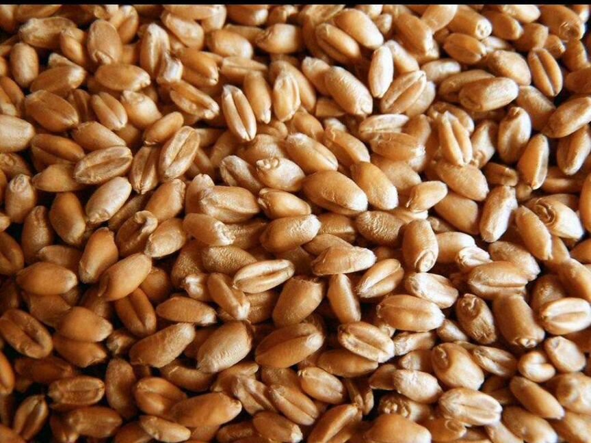 Пшеница