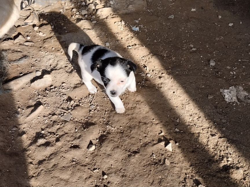 Коротколапики, крохотульки