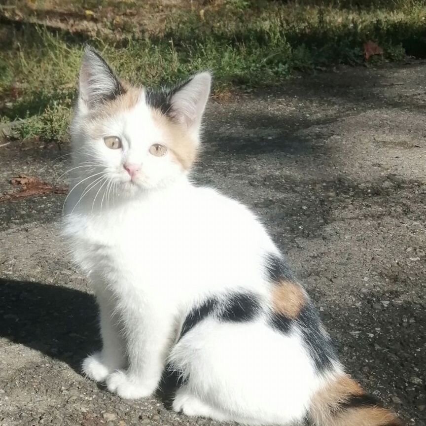 Котёночек для души