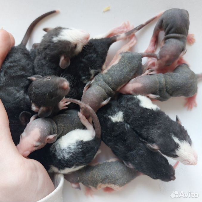 Крысы (Кудрявые, лысые, обычные)