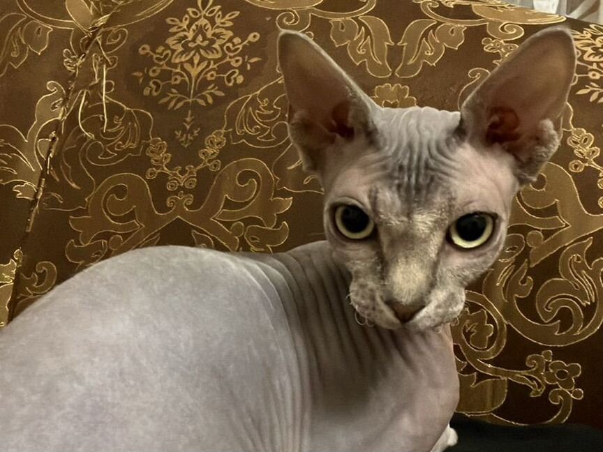 Канадский сфинкс котенок кошка