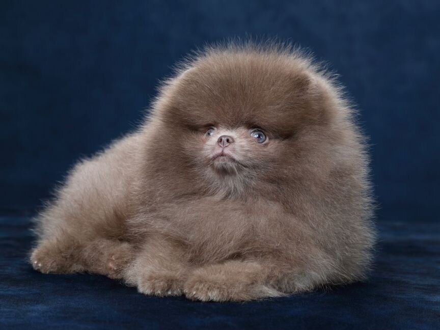 Померанские шпицы мини
