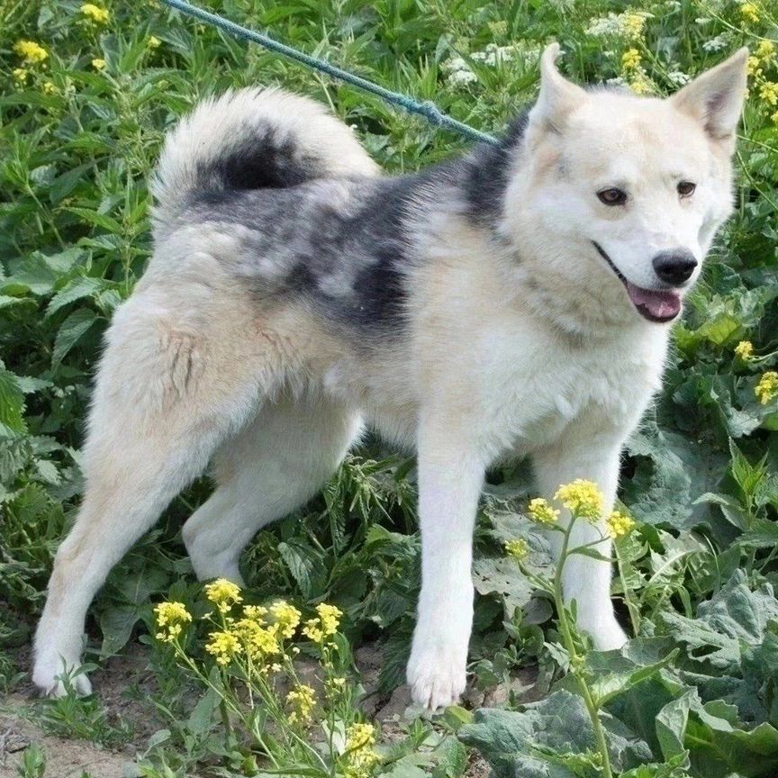 Отдом собаку Алёнка