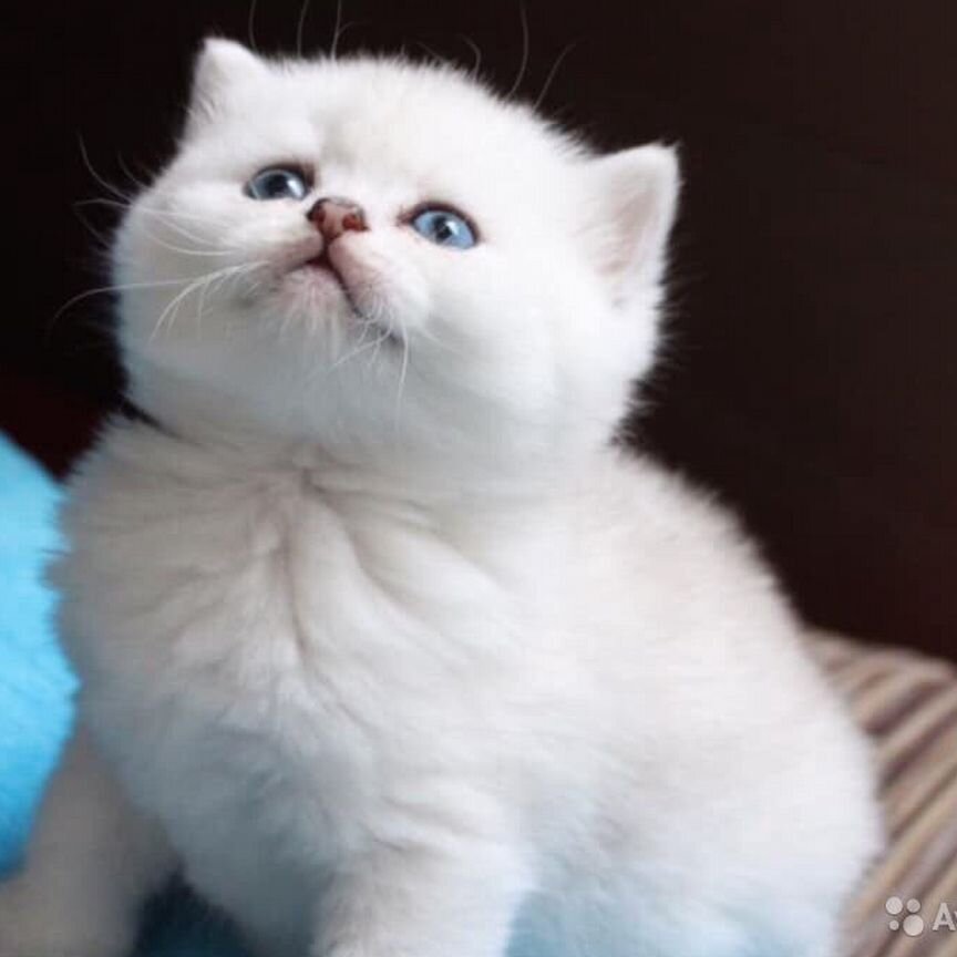 Клубный британец белоснежного окраса