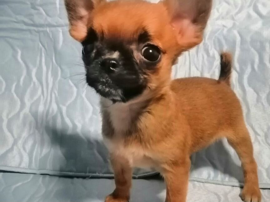 Маленькие друзья