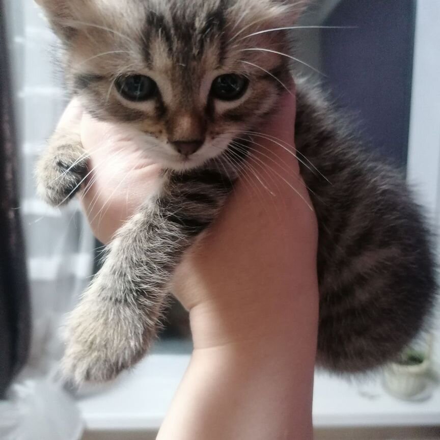 Домашние животные котята бесплатно