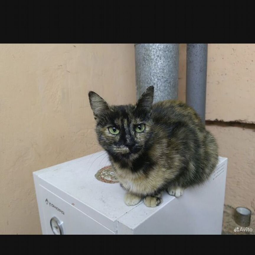 Кошечка у добрые руки