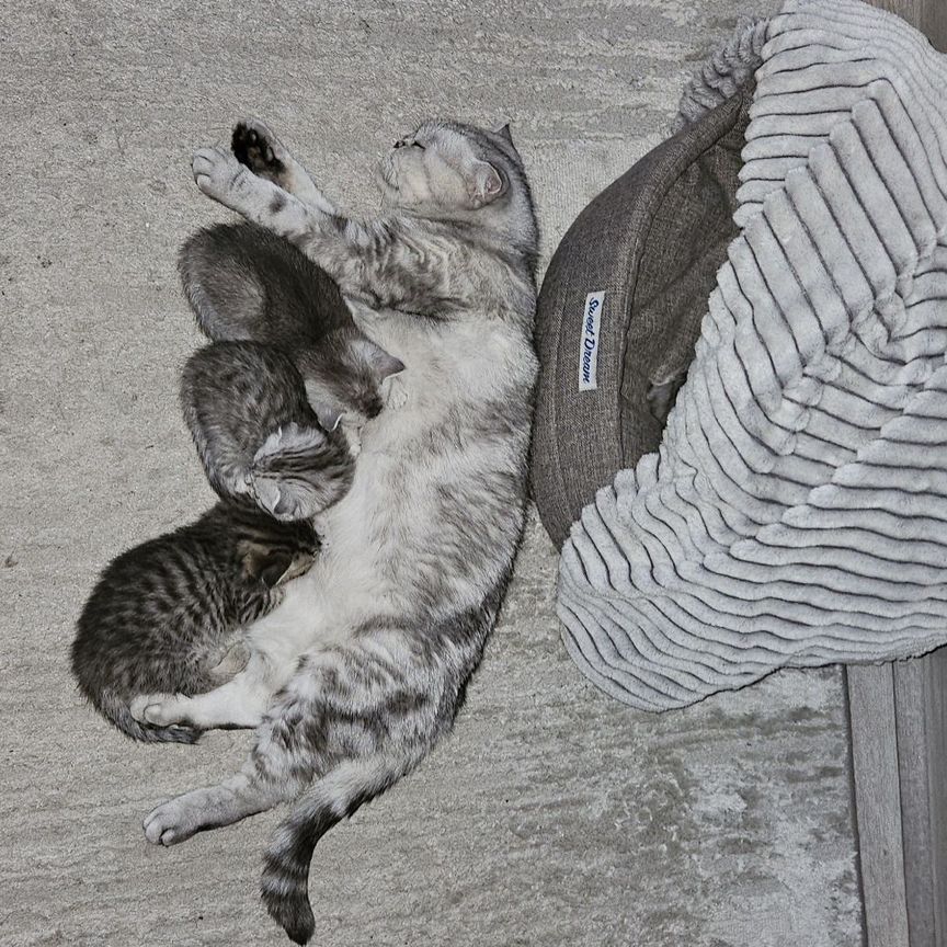 Шотландский вислоухий короткошёрстный котёнок