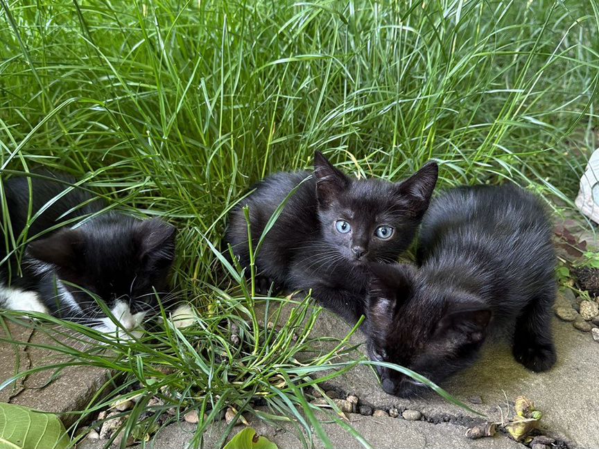 Вербные котята