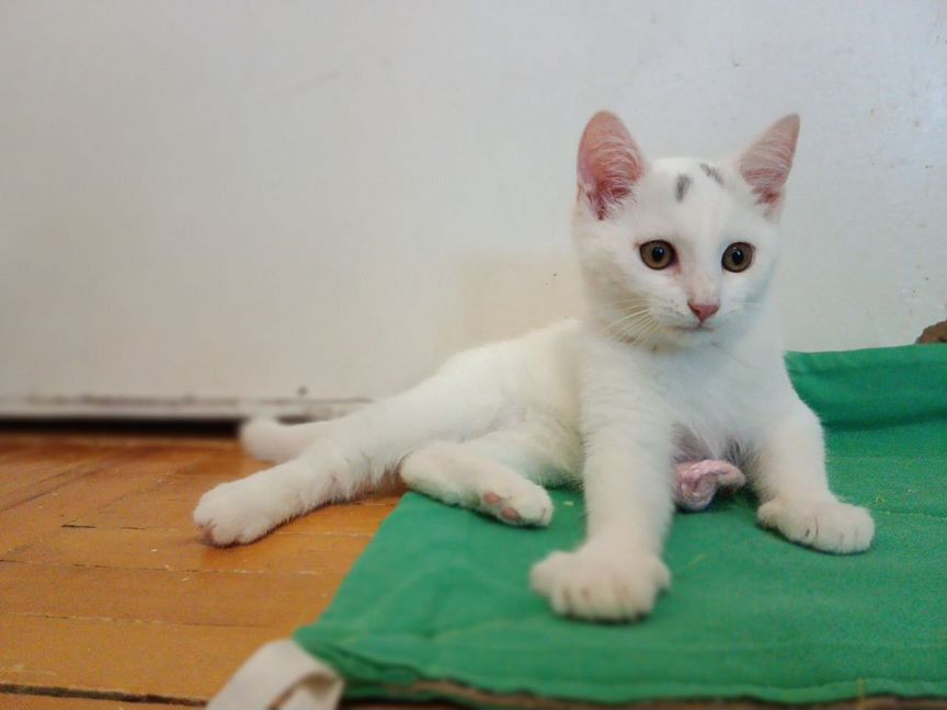 Котёнок в добрые руки