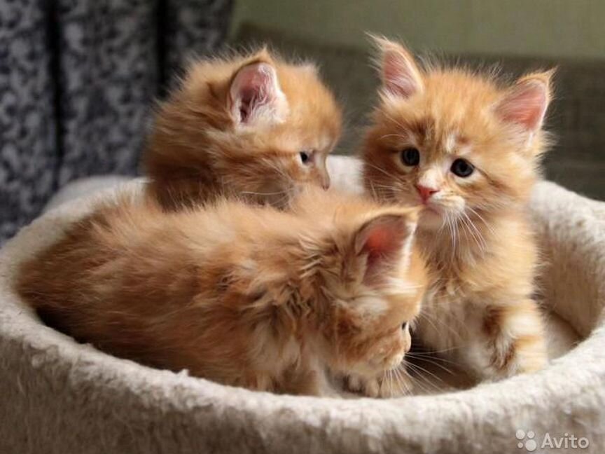 Милые Котята рыжие мейн куна мальчики 1.5 месяца