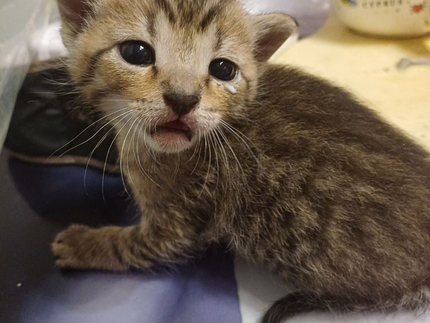 Котенок