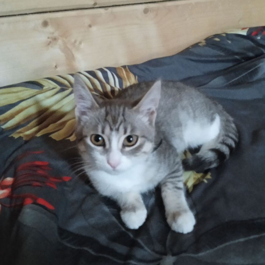 Отдам кота в добрые руки