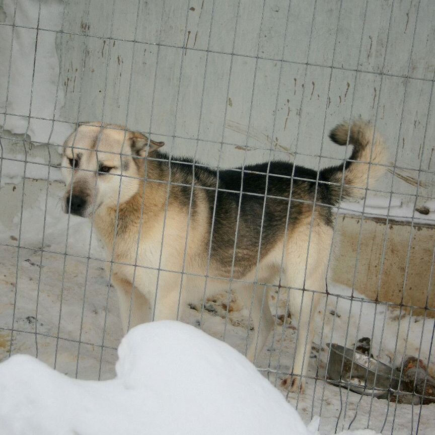 Пес ищет дом