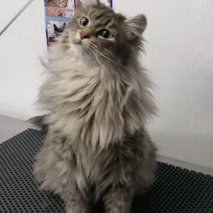Котенок