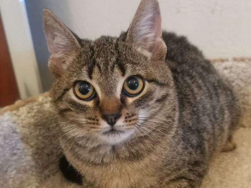 Котёнок, мальчик, 3 месяца, ищет семью