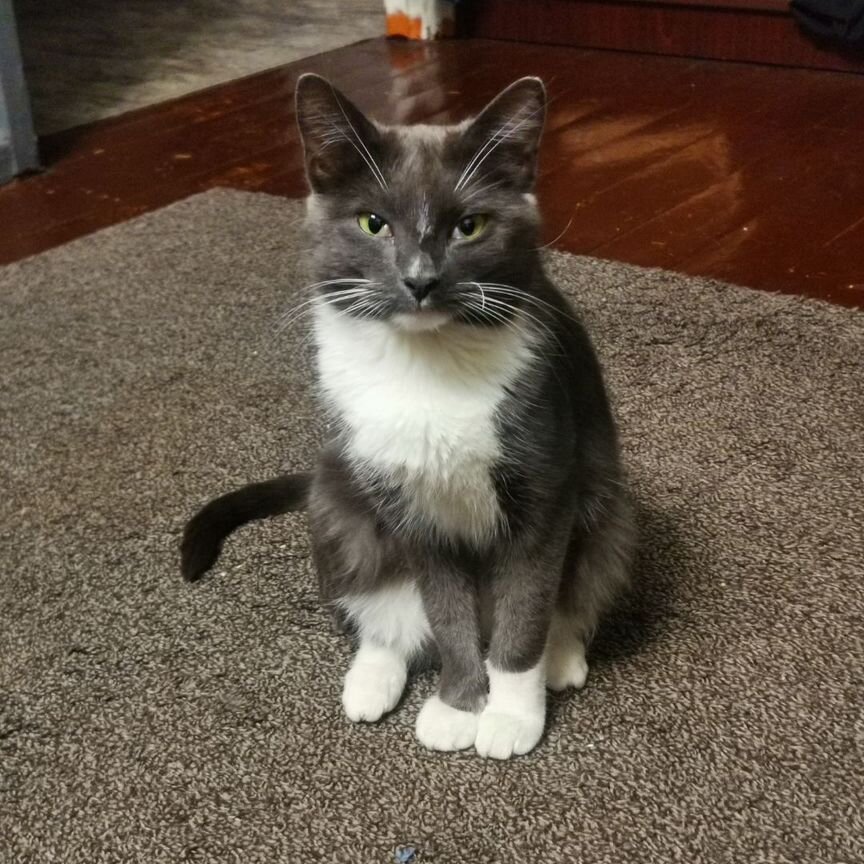 Кот