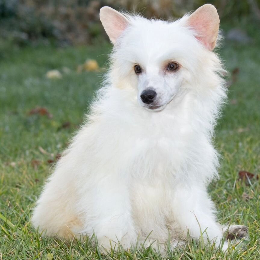 Малыши китайчики